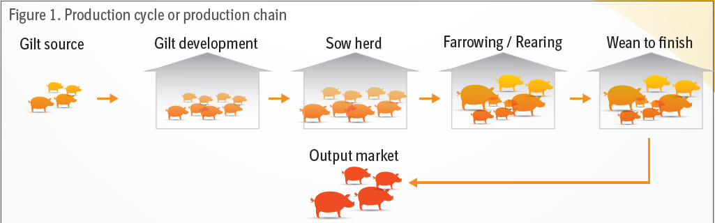 Infection chain - PRRS control | PRRS.com