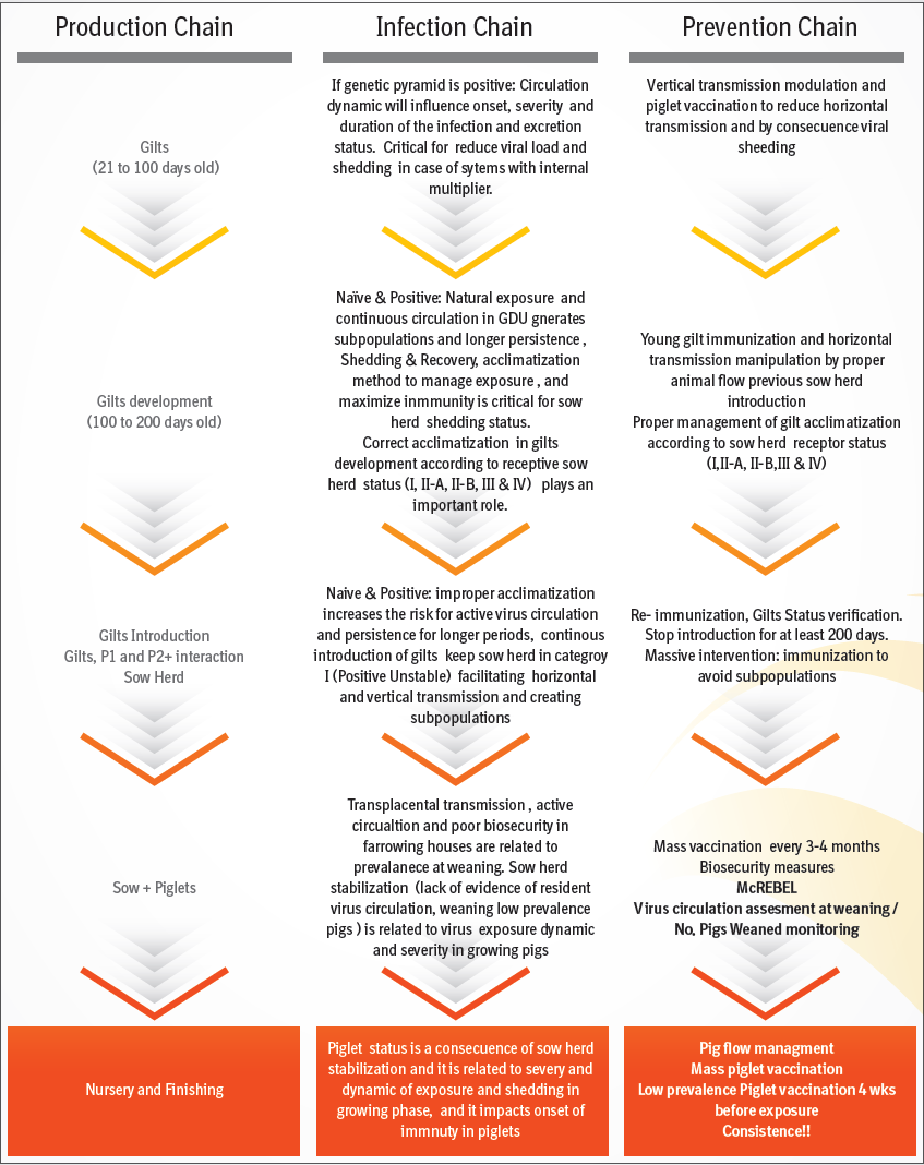 Infection chain - PRRS control | PRRS.com