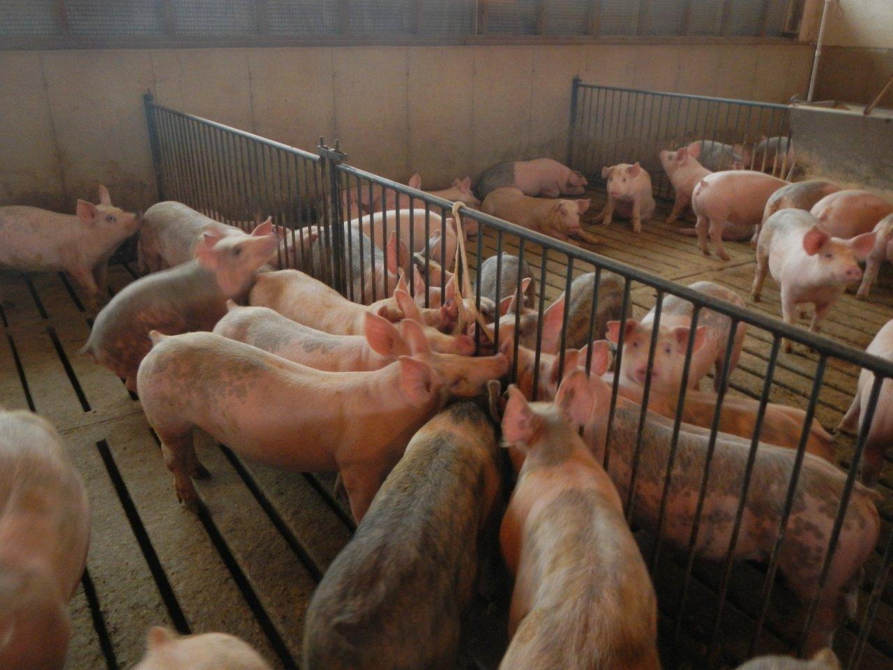 Oral fluids - PRRS diagnostics | PRRS.com