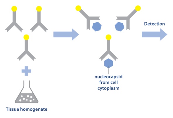 Virus - PCR - PRRS diagnostics | PRRS.com