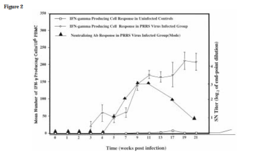 Pathogenesis of PRRSV infections: immunopathogenesis of PRRSV | PRRS.com