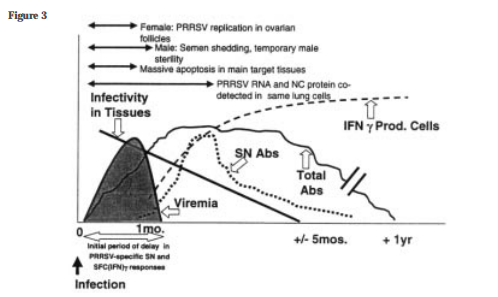 Pathogenesis of PRRSV infections: immunopathogenesis of PRRSV | PRRS.com