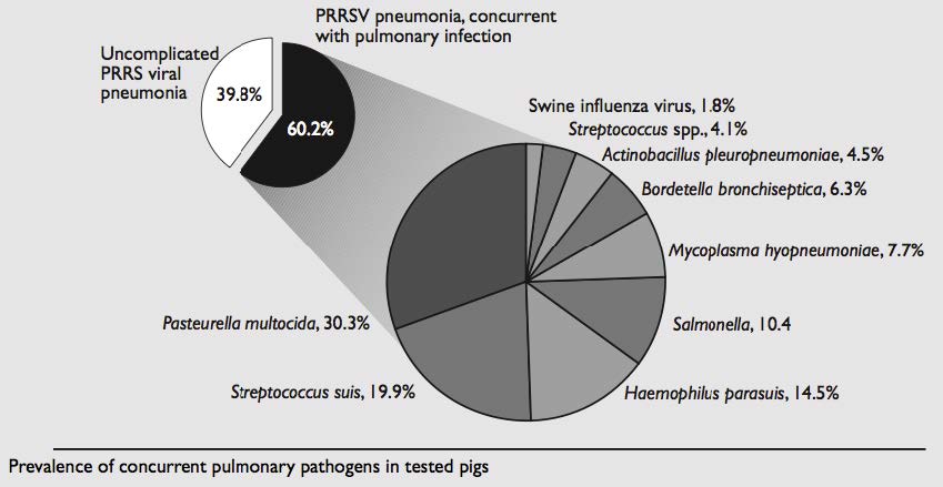 PRRS disease coinfections | PRRS.com